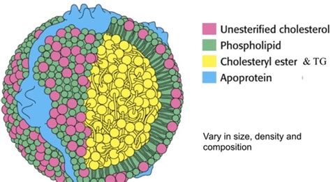 Lipoprotein Metabolism Flashcards Quizlet