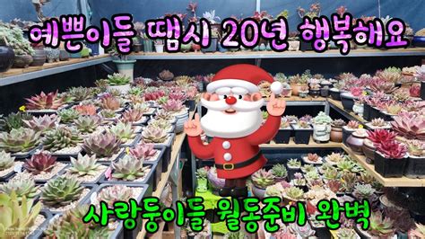 예쁜이들땜시 20년이 행복하신 개인하우스 매니아님 월동준비 개인하우스 다육매니아 다육식물 월동준비 Youtube