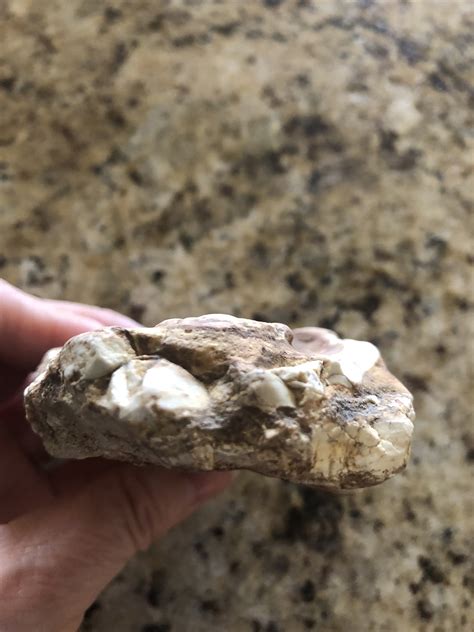 Need Help Identifying Fossil ID The Fossil Forum