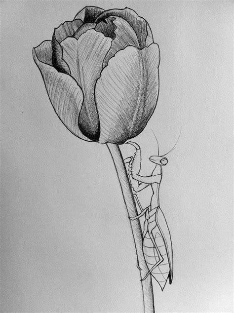 Pencil Drawing Shading Pictures Pencildrawing2019