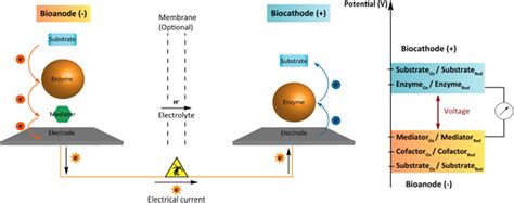 Self Powered Biosensors Acs Sensors