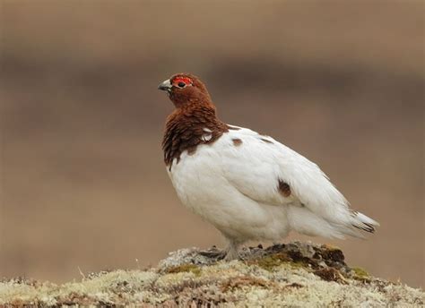 Willowptarmiganp