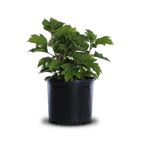 Snow Queen Oakleaf Hydrangea Landscape Plant Source Landscape Plant Source
