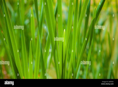 Sweet Grass Or Sweetgrass Plant Hierochloe Odorata From Northern