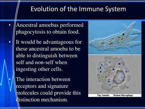 Ppt Immune System Part I The Evolution Of The Immune System