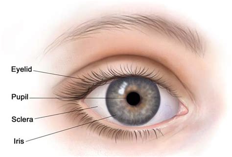 Pupil Outlander Anatomy