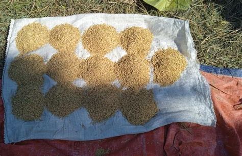 သရက်ချောင်းမြို့နယ်တွင် မိုးစပါးစံပြကွက်ရိတ်သိမ်းပွဲပြုလုပ် Information And Public Relations