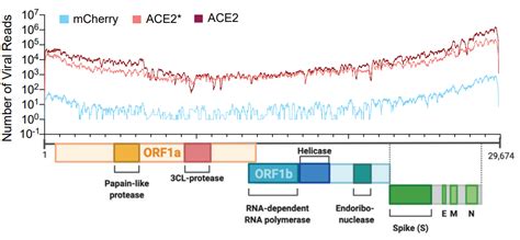 Plotting Genome Gene Coverage R Bioinformatics