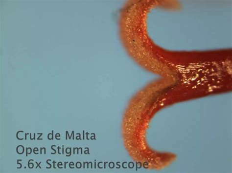 Pollen Germination Under Microscope Pptx