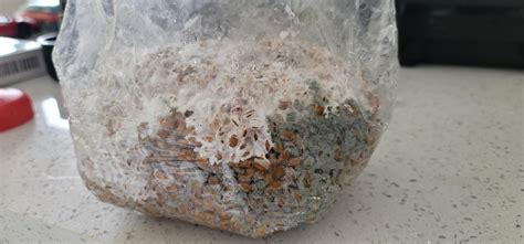 Anything I Can Do To Save This Cake Most Of The Grain Is Colonized Except This Corner With