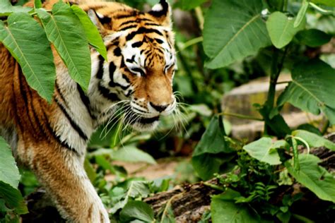 Gratis Afbeeldingen Gras Wildlife Groen Oerwoud Fauna Tijger