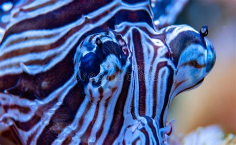 Dangerous Poisonous Lion Fish In A Marine Aquarium Stock Image Image