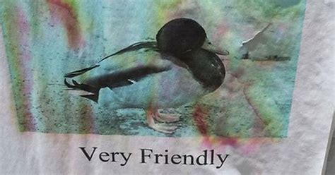 What A Weird Looking Cat Imgur