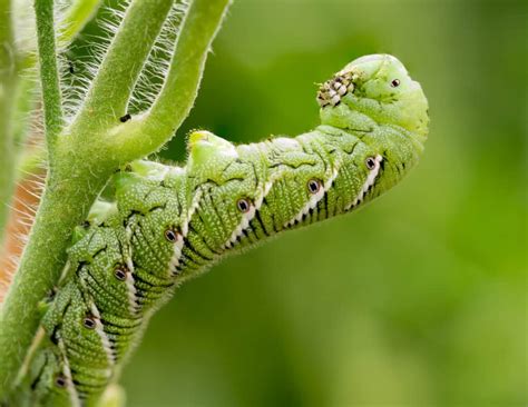 Hornworms Meet The Green Caterpillar With A Horn A Z Animals