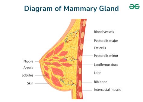 Diagram Of Mammary Glands Geeksforgeeks Diagram Of Mammary Glands Geeksforgeeks