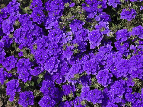 Violet Desktop Wallpapers Top Free Violet Desktop Backgrounds