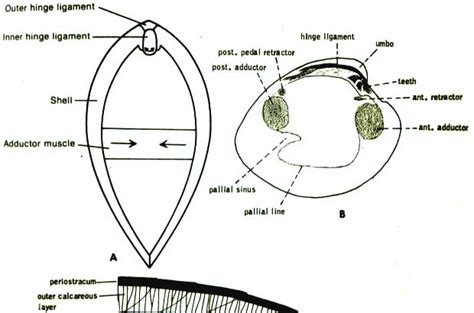 Freshwater Life Gastropoda Bivalvia Annelida
