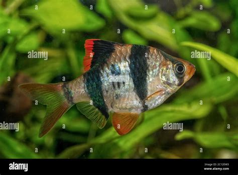 Red Tiger Barb