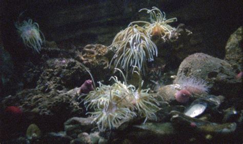 An Introduction To Britains Kelp Forests And How To Protect Them With Ailsa Mclellan 17th