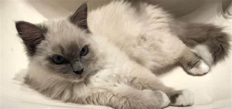 Why Your Ragdoll Licks You And How To Stop It Politely Purr Craze