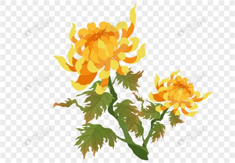 국화 손으로 그린 요소 Png 일러스트 무료 다운로드 Lovepik