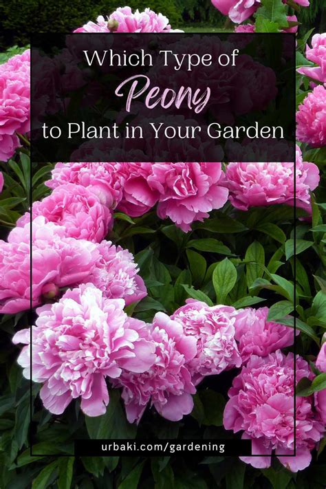 Which Type Of Peony To Plant In Your Flower Garden