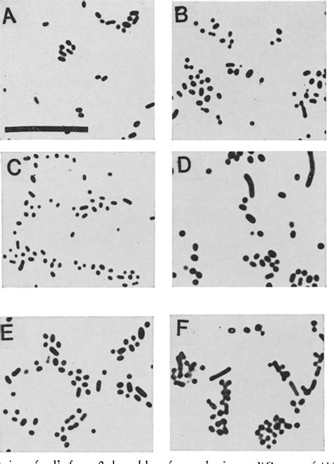 Bacteroides Pyogenes Semantic Scholar