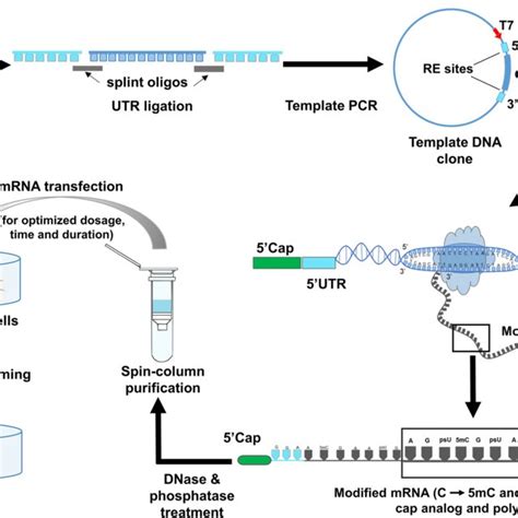 Sendai Virus Vectors The First Generation Sev Vector Comprised Of The Download Scientific