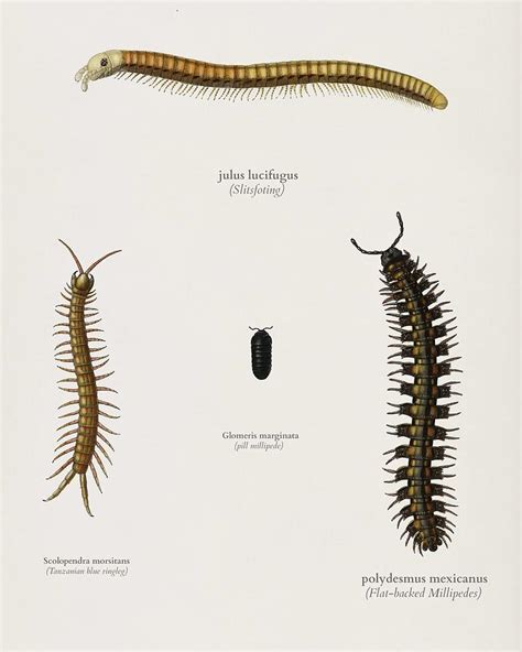 Different Types Of Millipede Illustrated By Charles Dessalines D