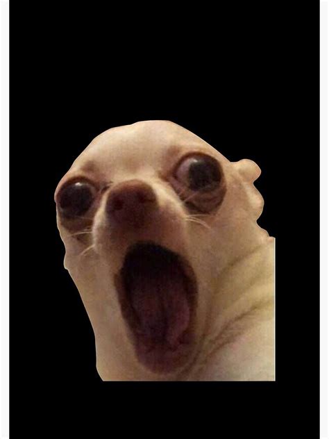Meme De Perro Sorprendido Perro Sorprendido Después De Esconderse Del