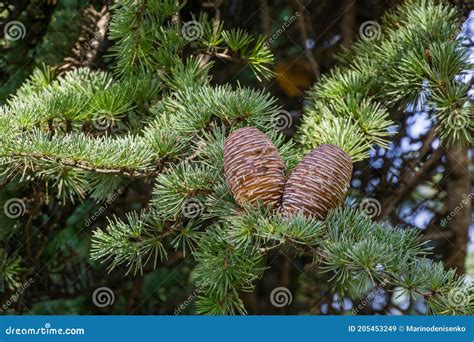 Cones Of Deodar Himalayan Cedar Tree Growing In Adelaide South