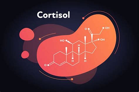 Cortisol Hormone Function Synthesis Hormonal Levels
