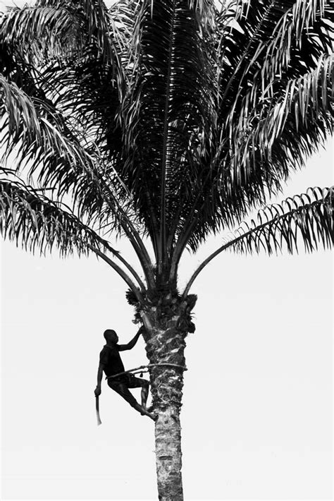 Palm Wine Logo Sweet Palm Wine 2024 Imdb