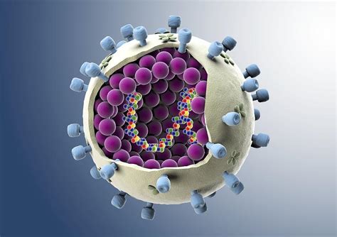 Influenza Virus Particle Artwork Photograph By Science Photo Library