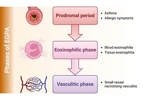 Eosinophilic Asthma Causes Hes And Egpa Mayo Clinic Proceedings