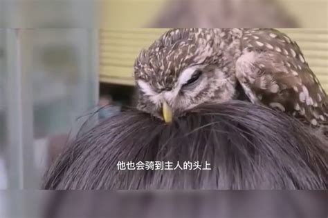 一个多月大的小猫头鹰有多萌每天躺在主人头上睡觉觉 猫头鹰 睡觉觉 主人
