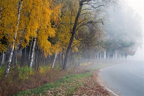 가을 숲의 구불구불한 길 길가에 노란 나뭇잎이 있는 나무 0명에 대한 스톡 사진 및 기타 이미지 0명 가을 가을 단풍 Istock