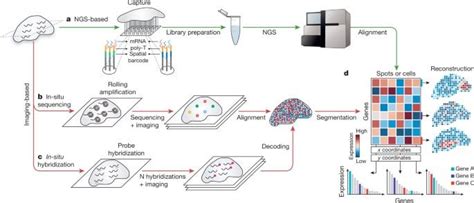Exploring Tissue Architecture Using Spatial Transcriptomics Rcitral