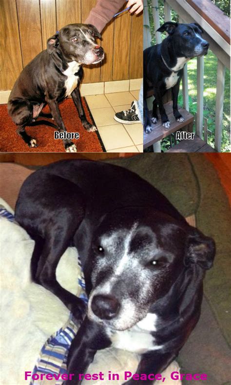 Run Free Grace Making A Difference Rescue