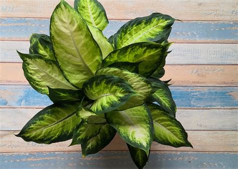 15 Dieffenbachia Varieties To Grow At Home