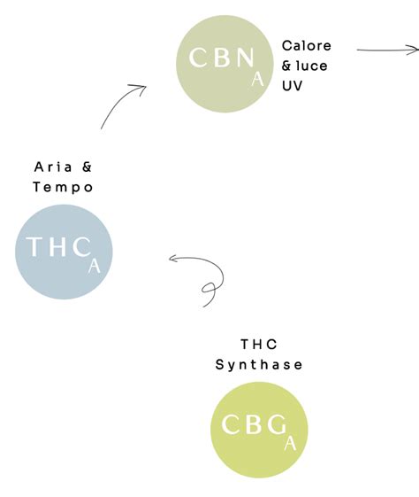 Olio Cbn Blume Relax
