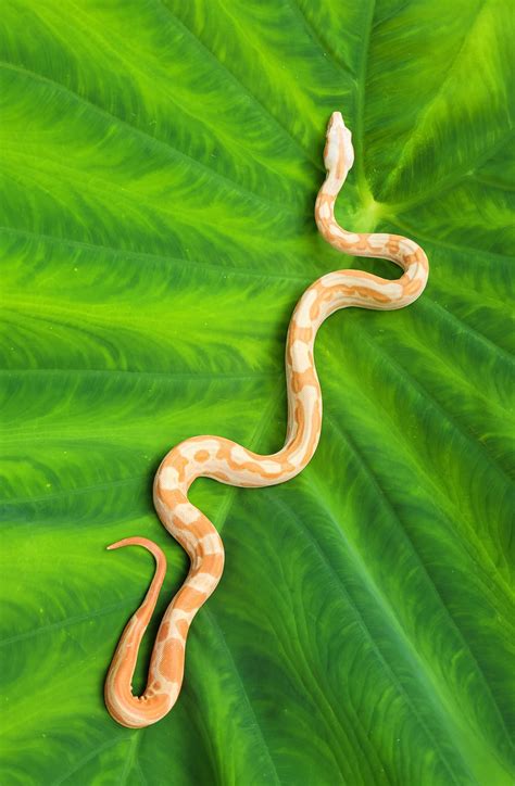 sunglow motley jungle pics boa constrictors morphmarket reptile