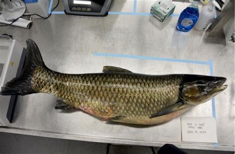 Invasive Grass Carp Found In Lake Huron A Threat To Entire Great