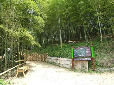 거제 맹족 대나무축제 4월 거제맹족죽테마파크에서 펼쳐지는 대나무축제