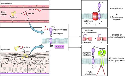 Role Of α Toxin In S Aureus Infection Download Scientific Diagram