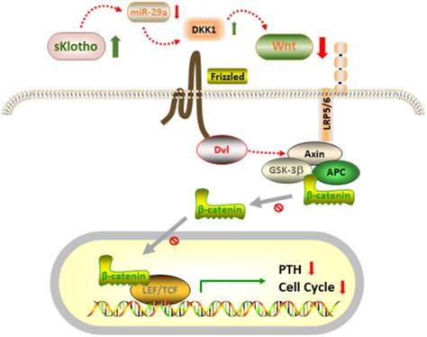 Klothofgf23 And Wnt In Shpt Associated With Ckd Via Regulating Mir 29a