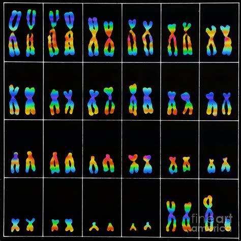 Human Chromosomes Karyotype