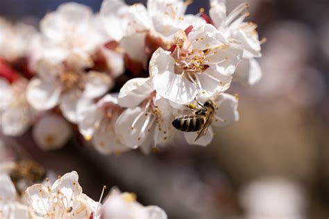 꿀벌의 클로즈업 꽃가루와 꿀을 수집하는 봄 꽃에 꿀벌 푸른 하늘 아래 나무에 흰 벚꽃의 아름다운 가지의 선택적 초점 0명에 대한 스톡 사진 및 기타 이미지 Istock
