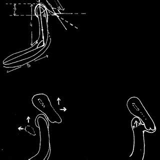 PDF Magnetic Resonance Imaging MRI Of Sexual Intercourse Second Experience In Missionary