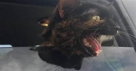 Catula Lou Album On Imgur Catula Lou Album On Imgur